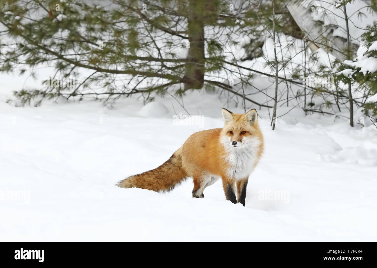 Red fox (Vulpes vulpes) in winter in Algonquin Park Canada Stock Photo ...