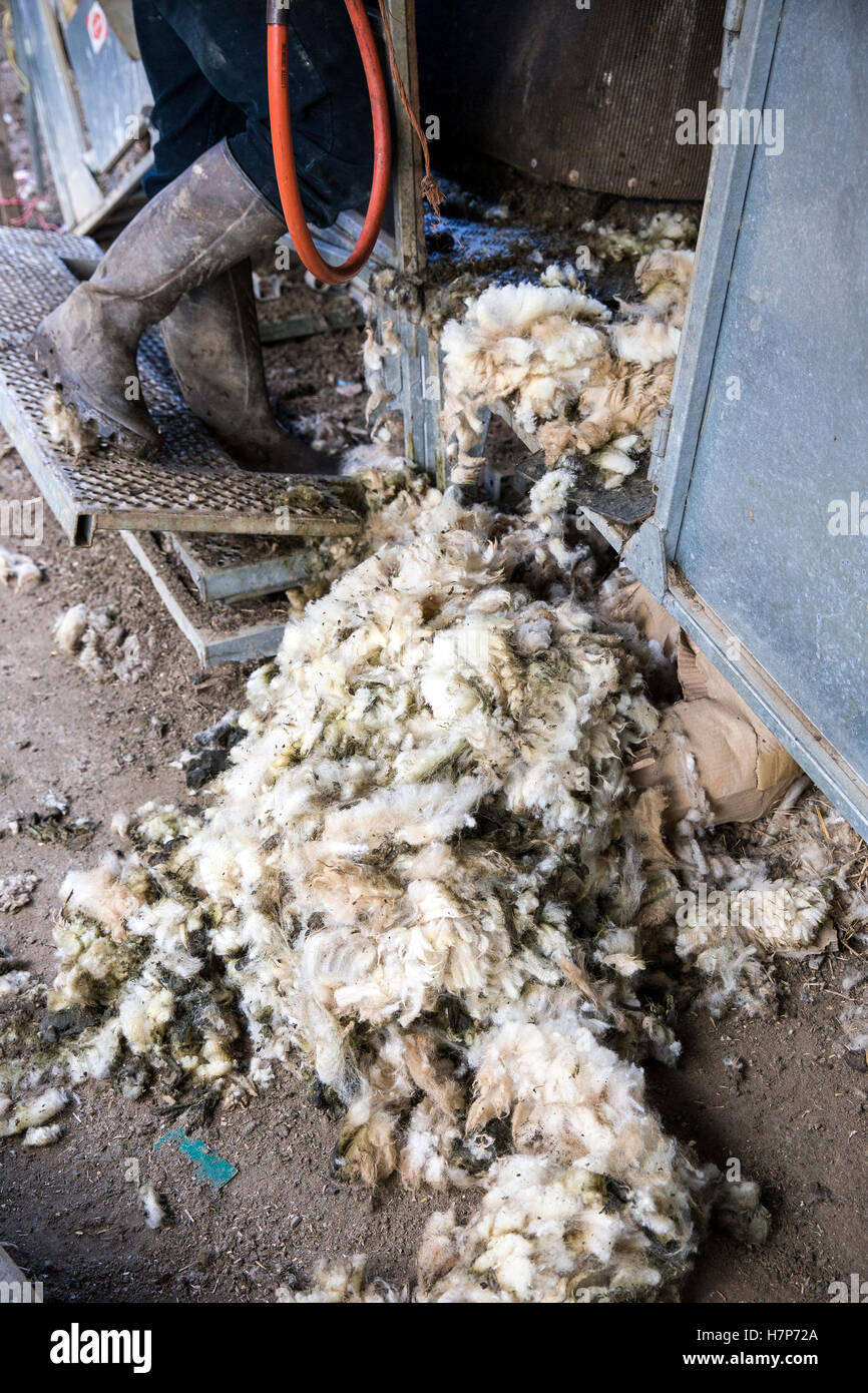 Lamb trim High Resolution Stock Photography and Images - Alamy