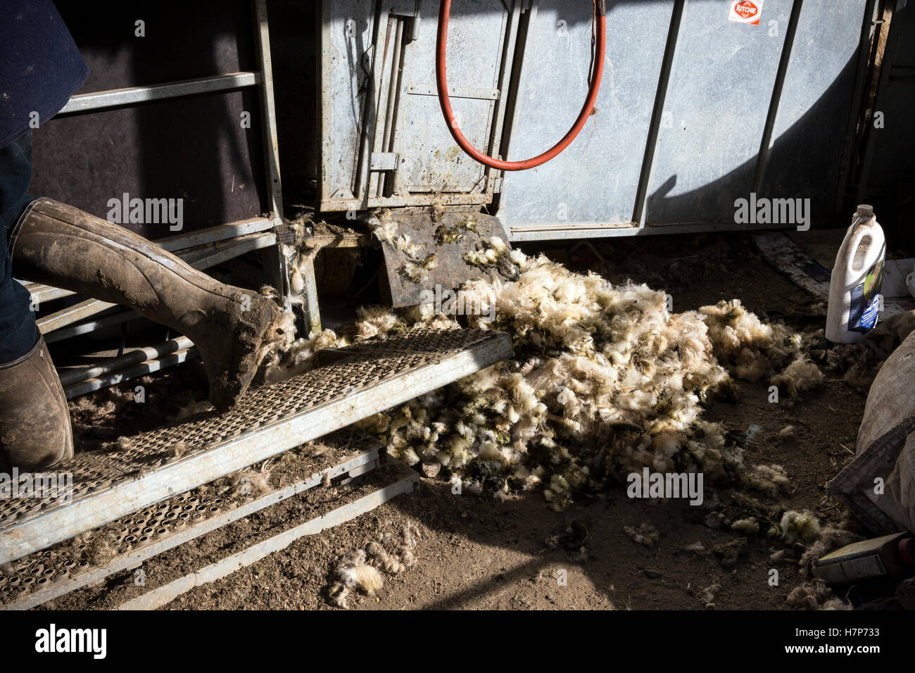 Sheep shearing on Dartmoor,Devon,sheep farming,fleece,wool, sheer, cut ...