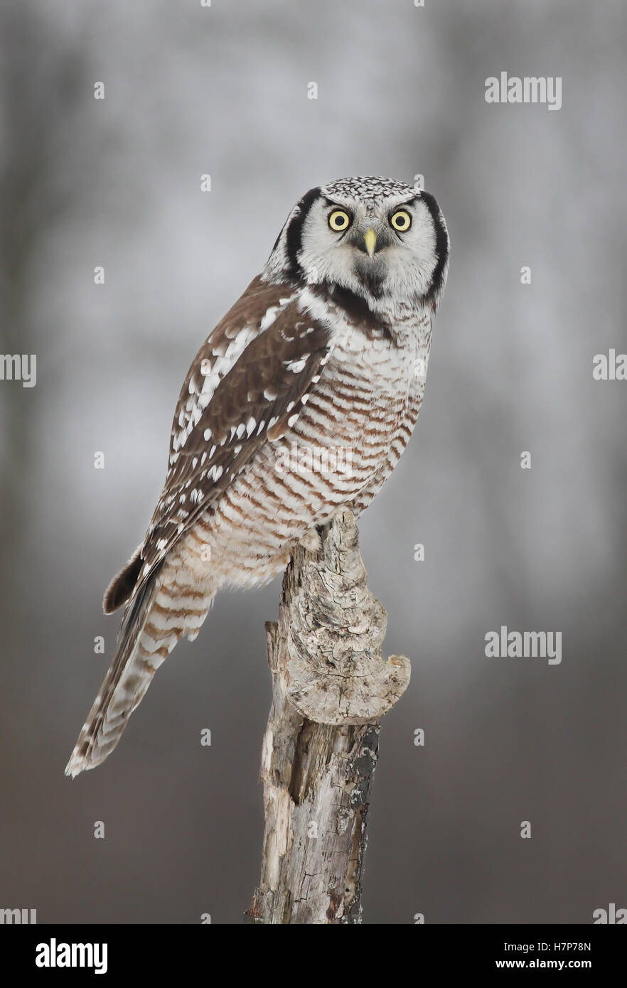 Northern hawk owl hi-res stock photography and images - Alamy