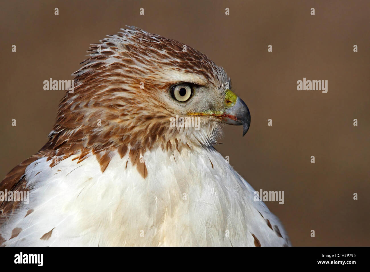 Red-tailed hawk portrait in Canada Stock Photo - Alamy