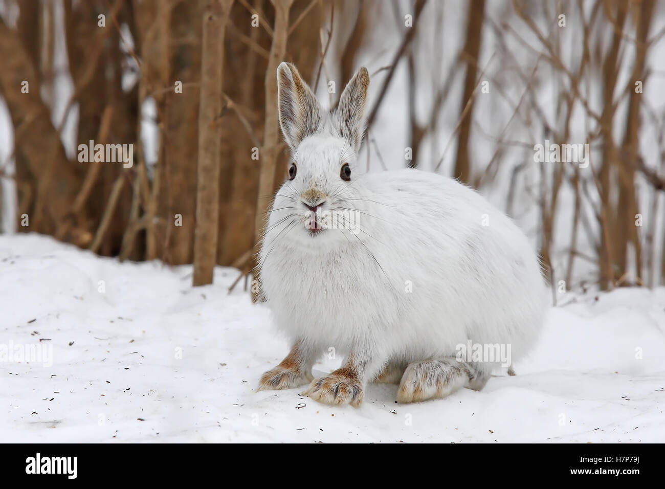 Snowshoe hare or Varying hare (Lepus americanus) in winter in Canada ...