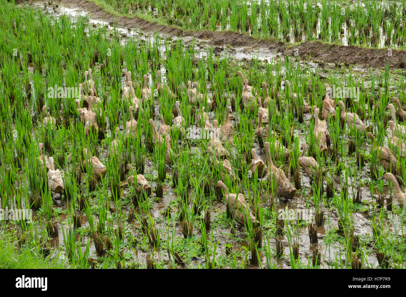 Java duck hi-res stock photography and images - Alamy