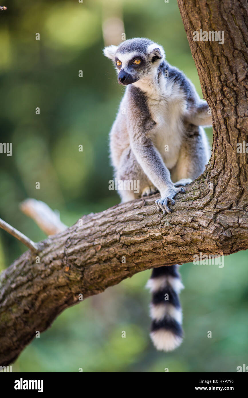 Lemur kata (Lemur catta Stock Photo - Alamy