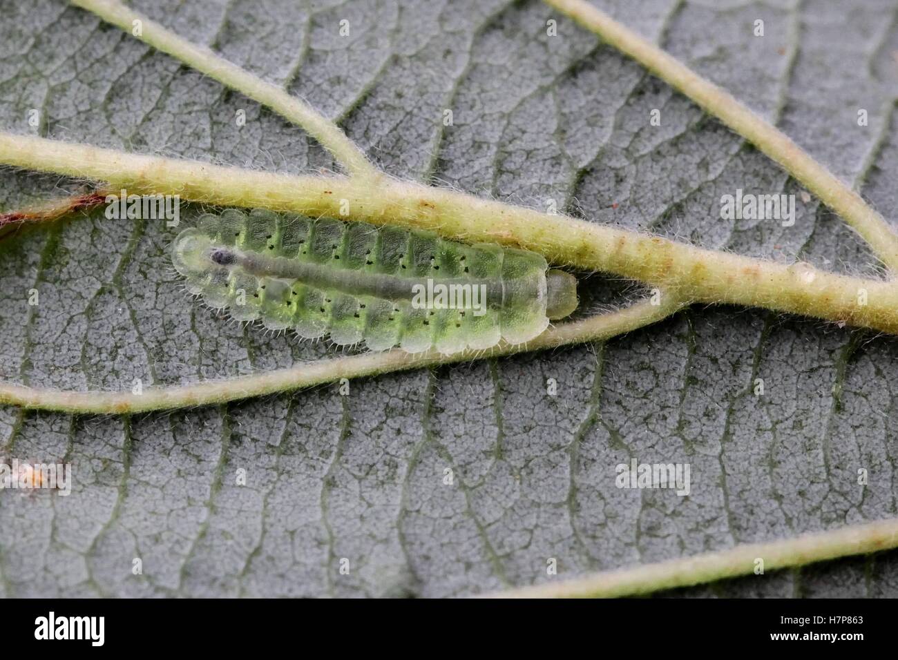 Sawfly larva, Platycampus luridiventris Stock Photo - Alamy