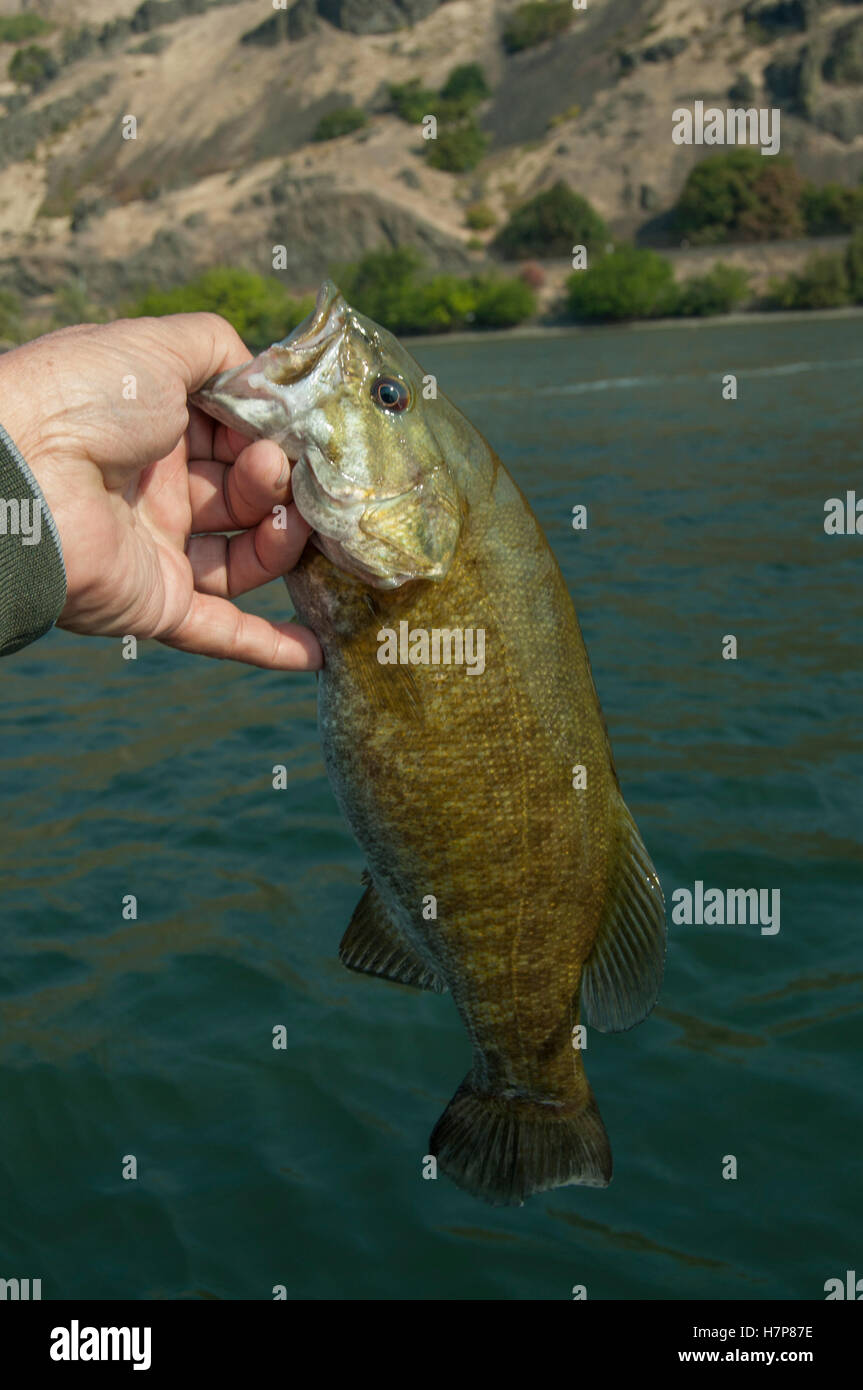 Smallmouth Bass fishing on the Columbia River near The Dalles, Oregon ...