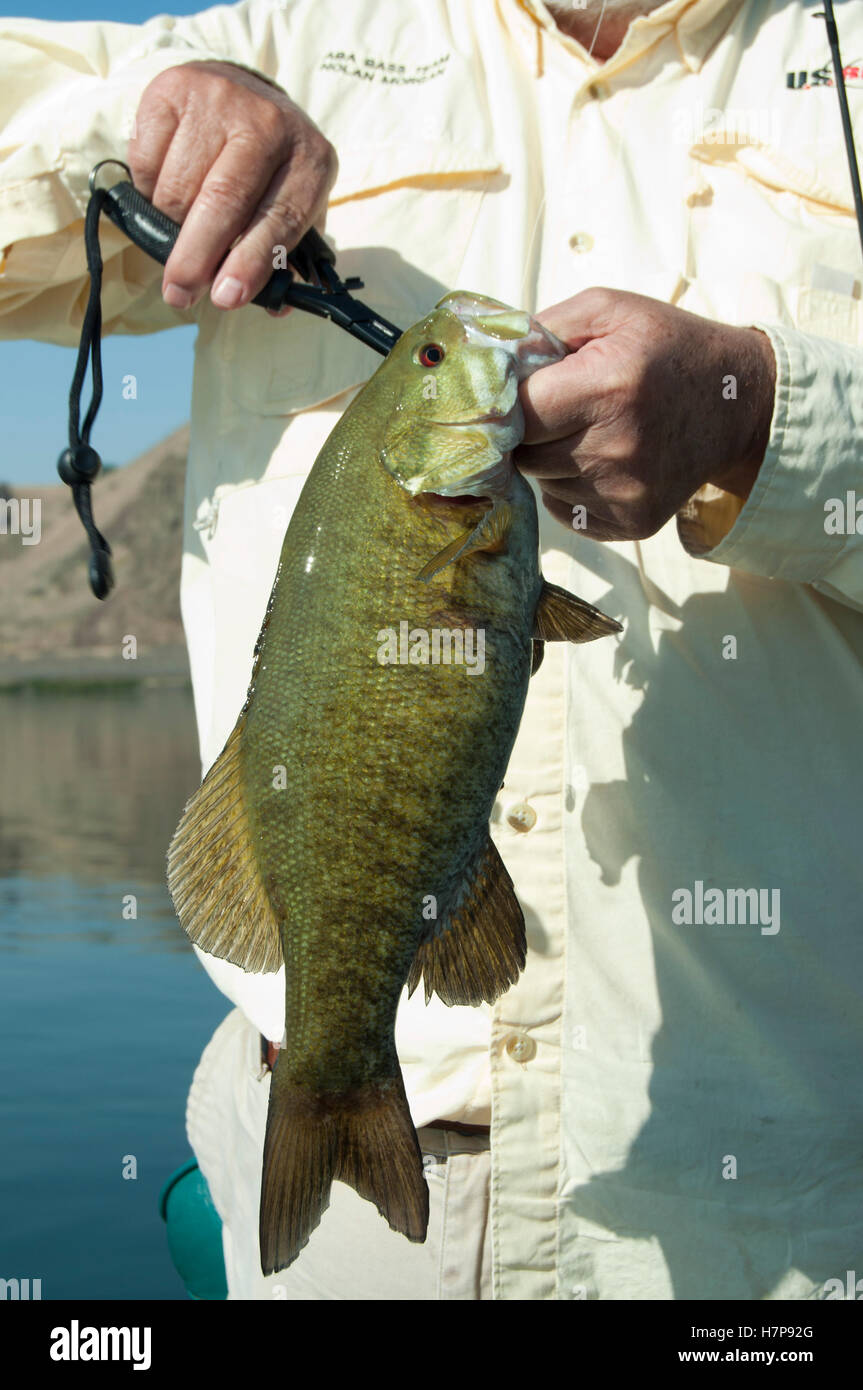Smallmouth Bass fishing on the Columbia River near The Dalles, Oregon ...