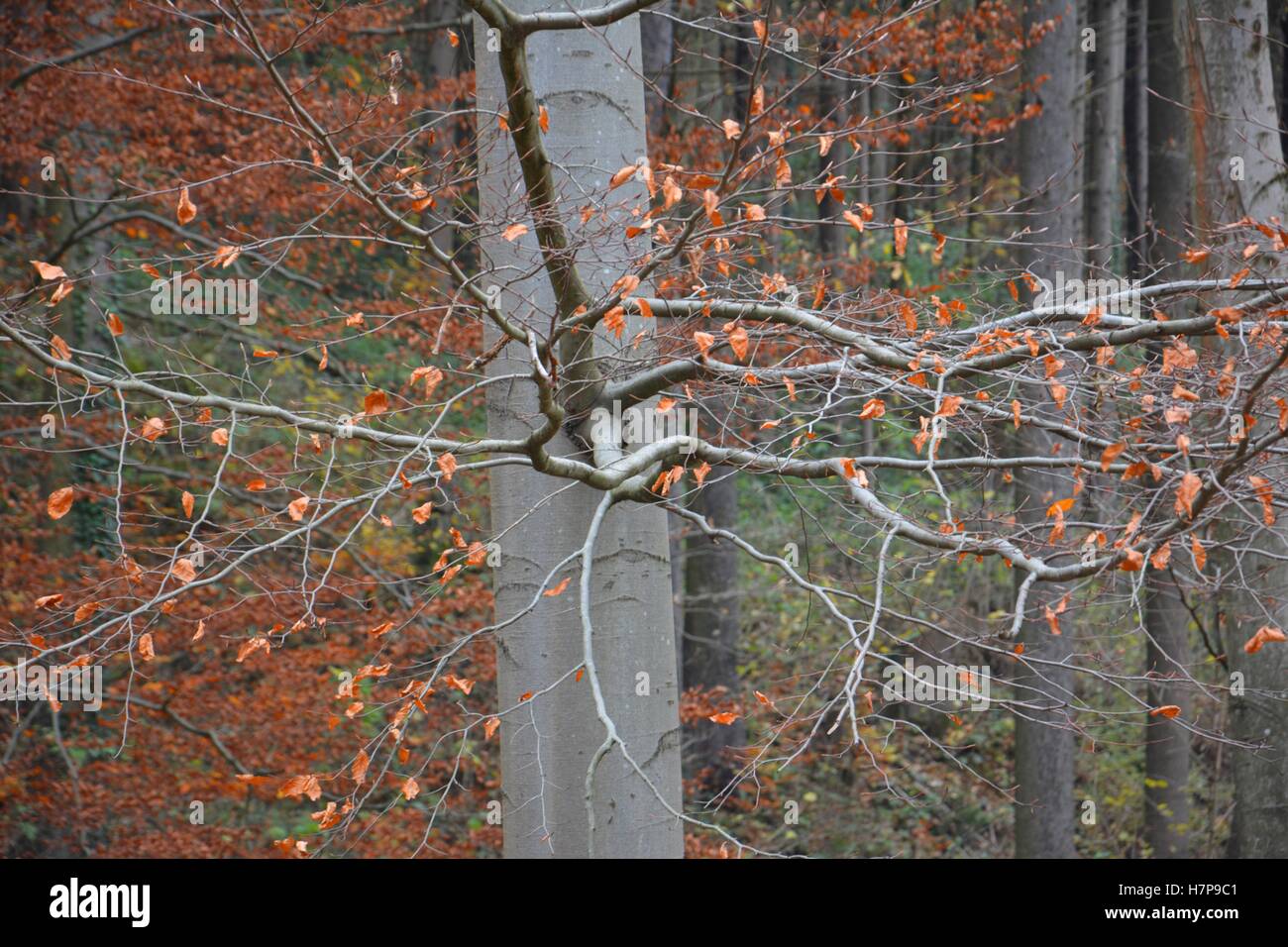 Flaming autumn leaves hi-res stock photography and images - Alamy