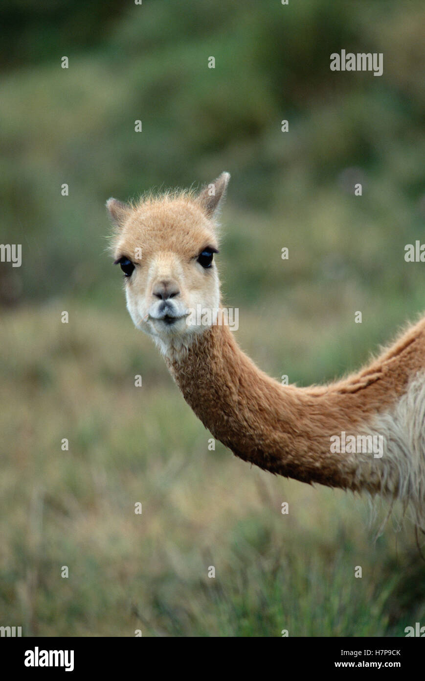 Vicuna (Vicugna vicugna) South American camelid of the high Andes ...