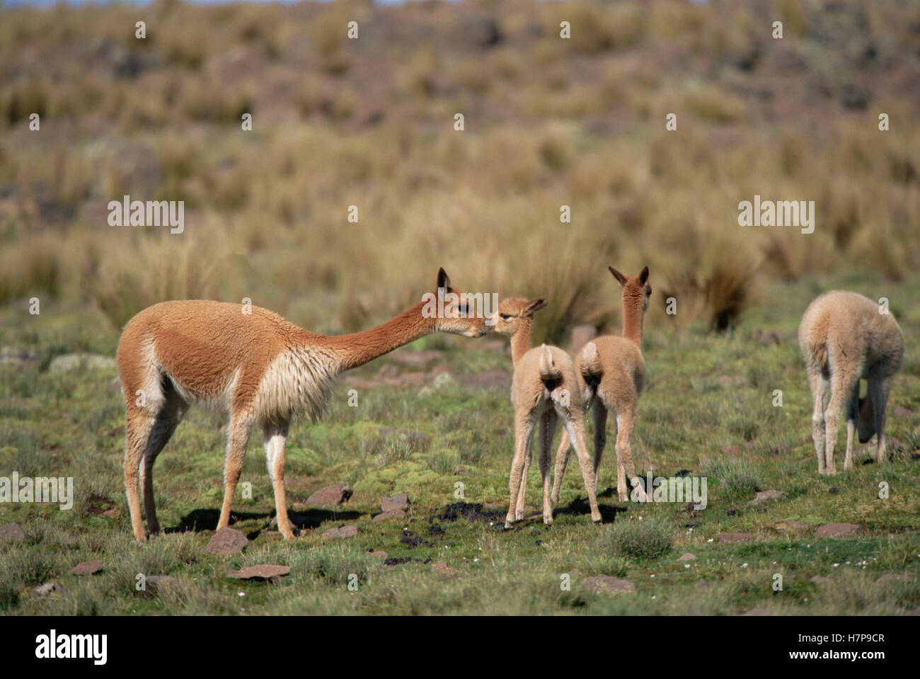 Vicuna (Vicugna vicugna) three week old baby uses communal dung pile ...