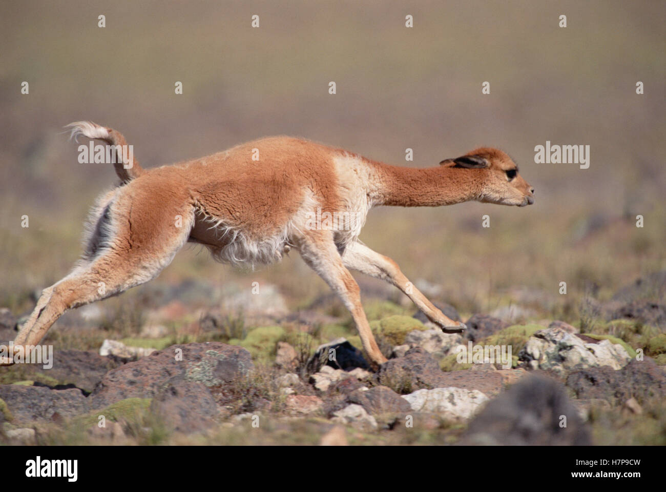 Vicuna (Vicugna vicugna) male chasing rival, Pampa Galeras National Reserve, Peruvian Andes ...