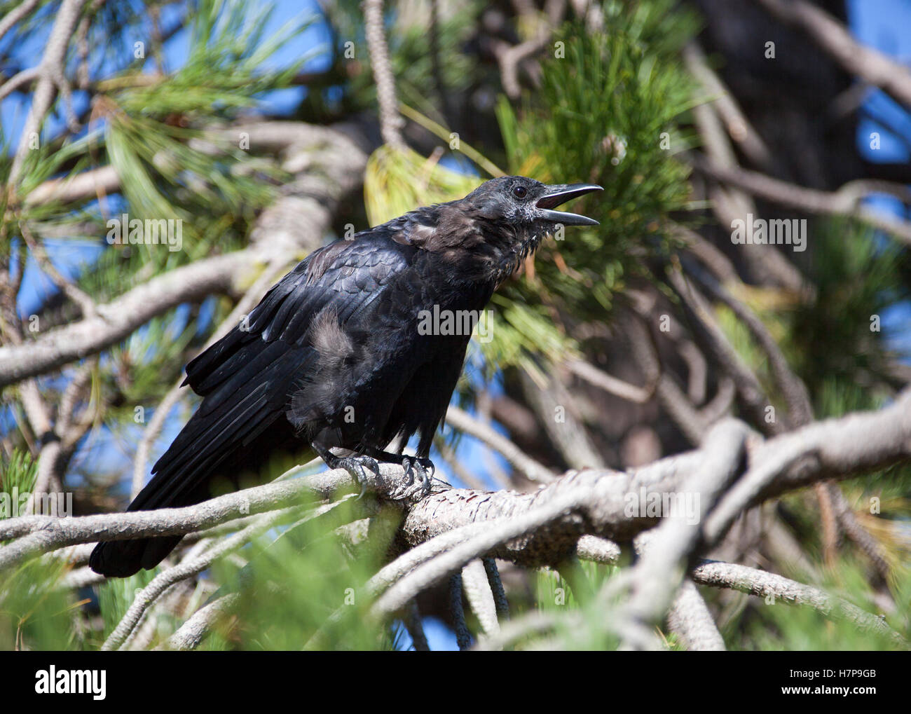 The close view of a crow in action in Stanley park (Vancouver, British ...