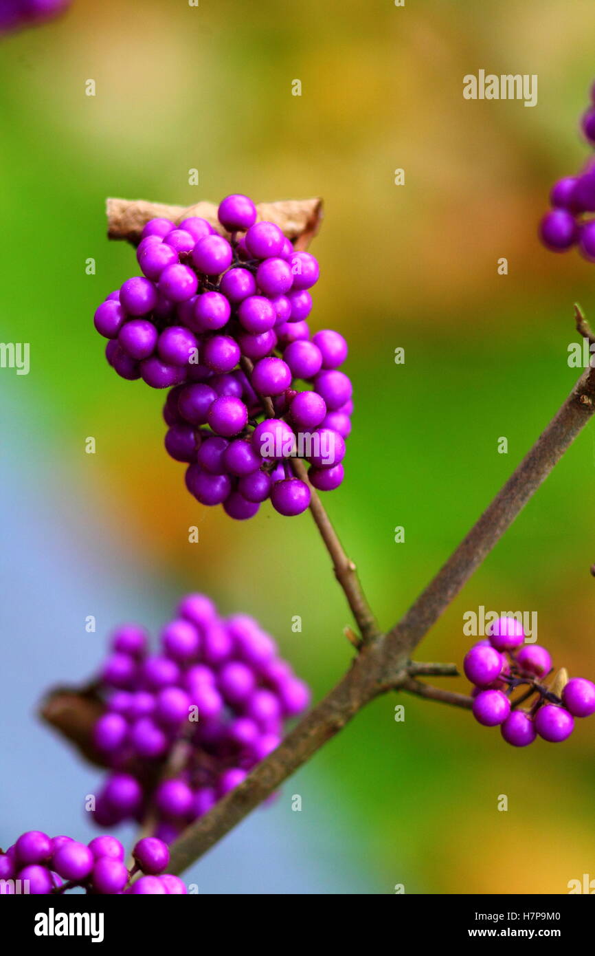 Violet purple berries hi-res stock photography and images - Alamy