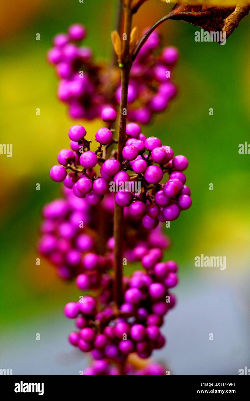 Soft image of shrub Callicarpa (Lamiaceae) violet berries Stock Photo ...
