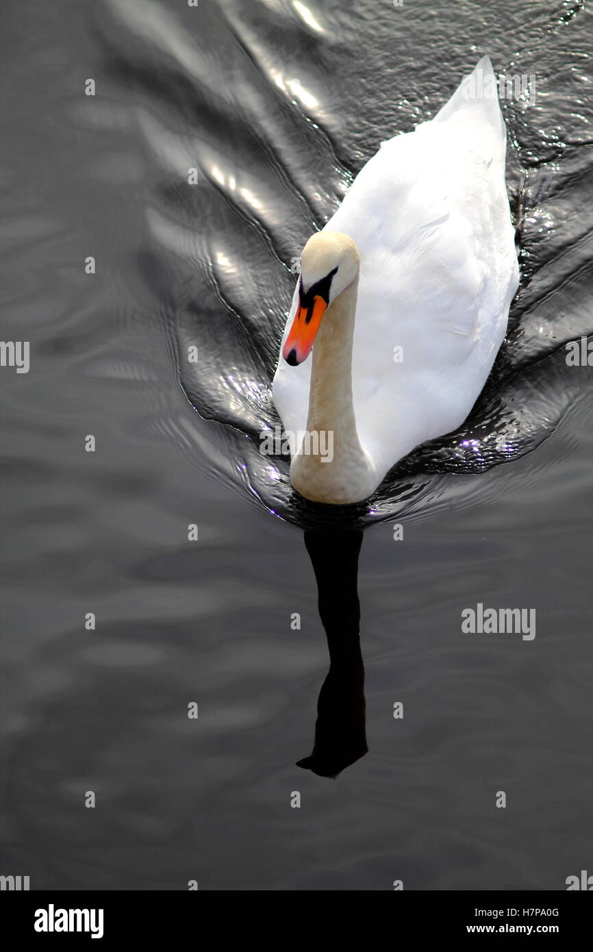 Big swan swimming on the water Stock Photo - Alamy