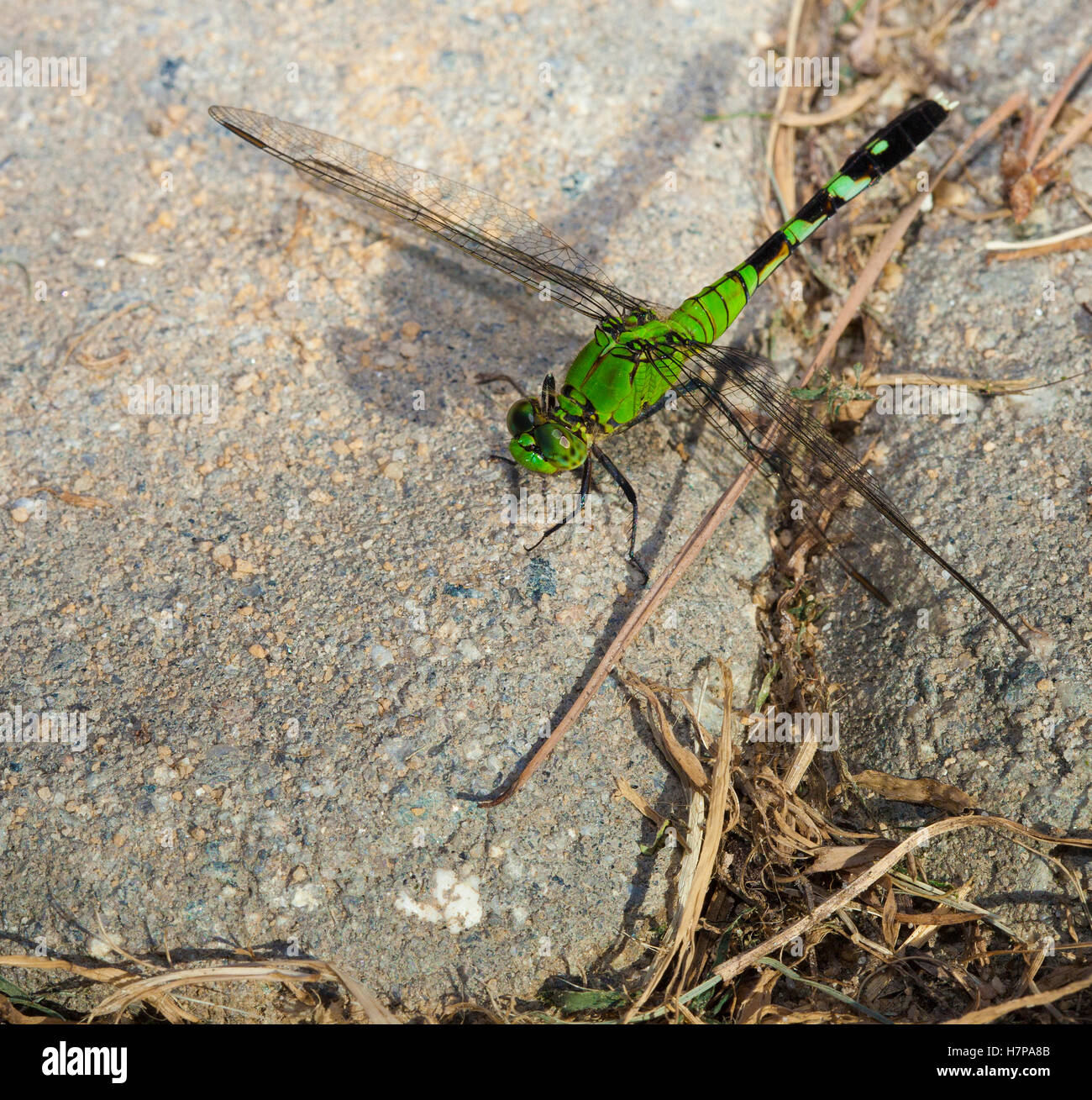 Green dragonfly that has landed on some bricks Stock Photo - Alamy