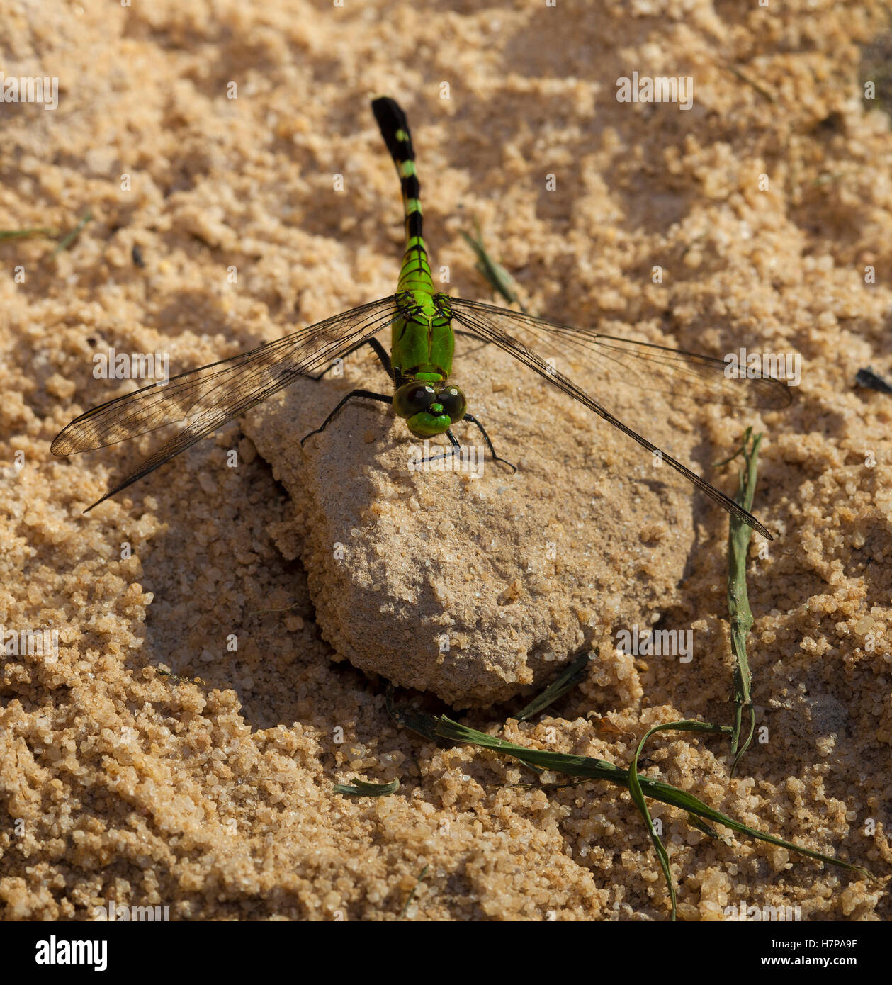 Large green dragonfly that is sitting on the sand Stock Photo - Alamy