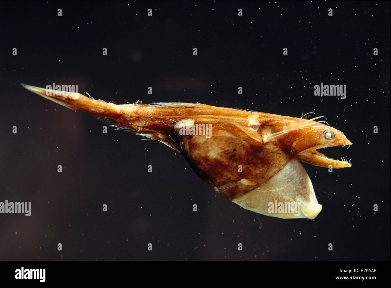 Black Swallower (Chiasmodon niger) expandable stomach can accommodate ...