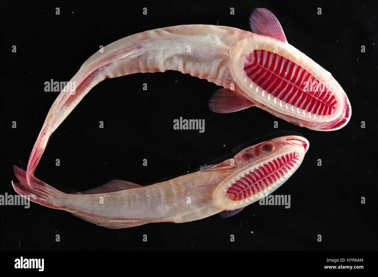 Remora (Remora remora) pair use plates on head to attach to sharks and ...