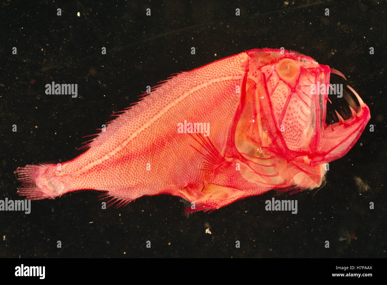 Fangtooth (Anoplogaster cornuta) cleared and stained to show bones (Red ...