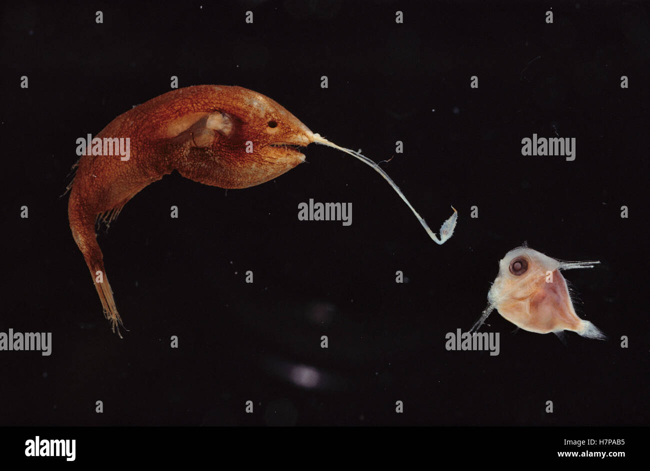 Anglerfish (Gigantactis vanhoeffeni) a deep sea anglerfish with long ...