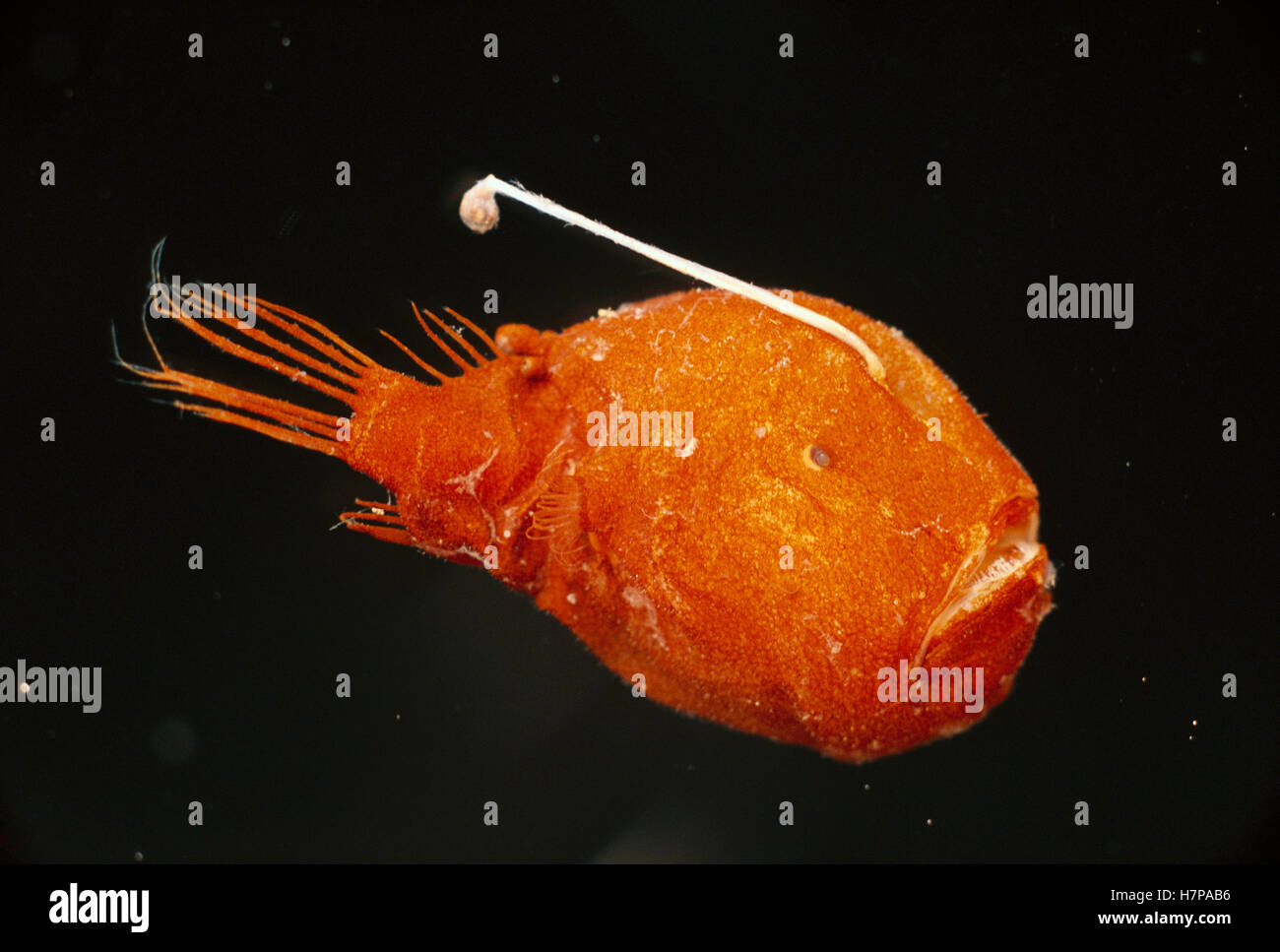 Triplewart Seadevil (Cryptopsaras couesii) a deep sea anglerfish uses ...