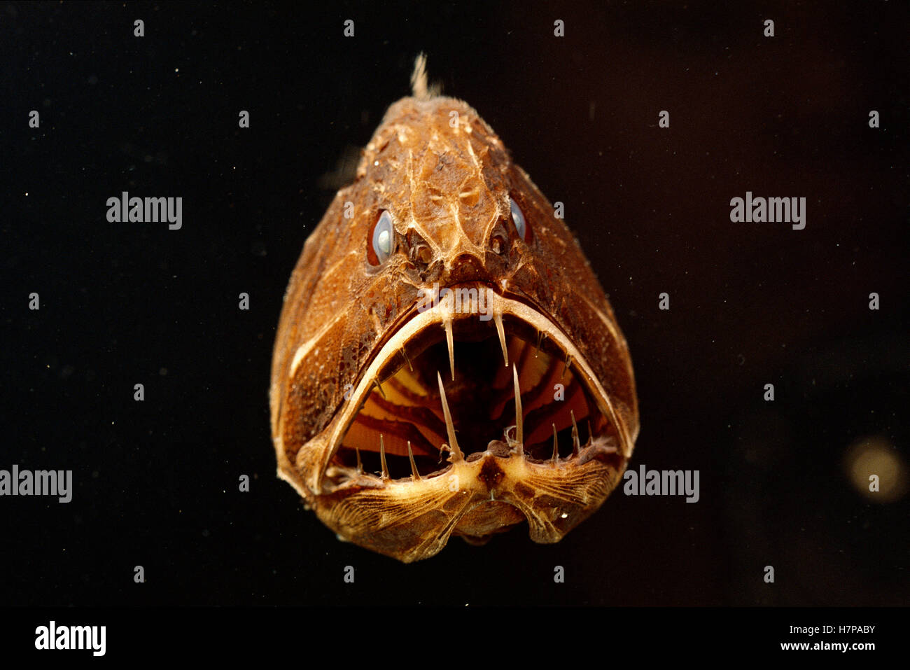 Fangtooth (Anoplogaster cornuta) has bony, hard body, unlike most deep ...