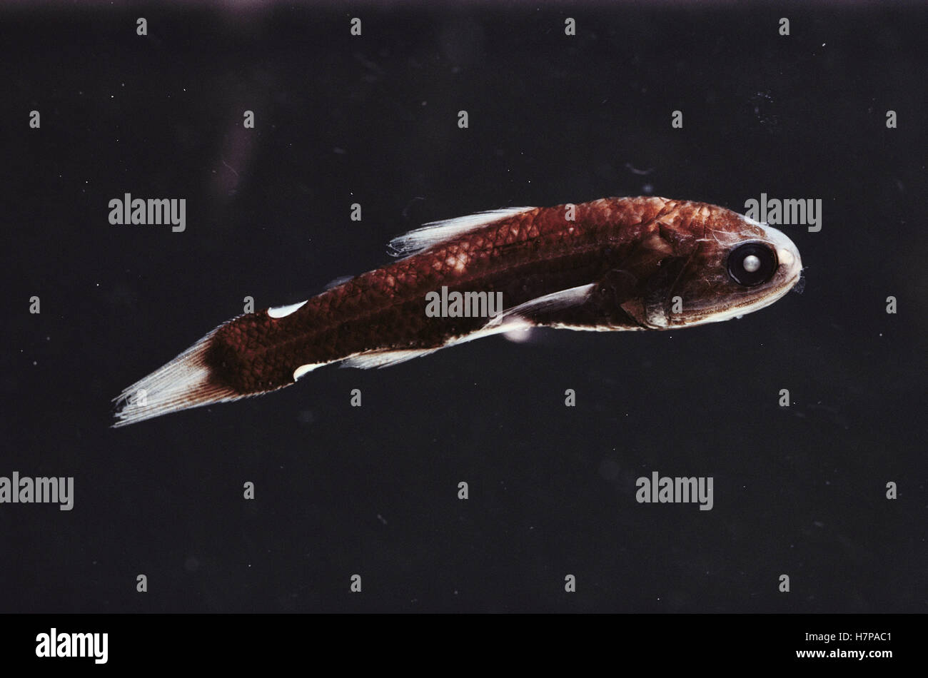 Lanternfish (Lampadena luminosa) note light pores near tail which ...