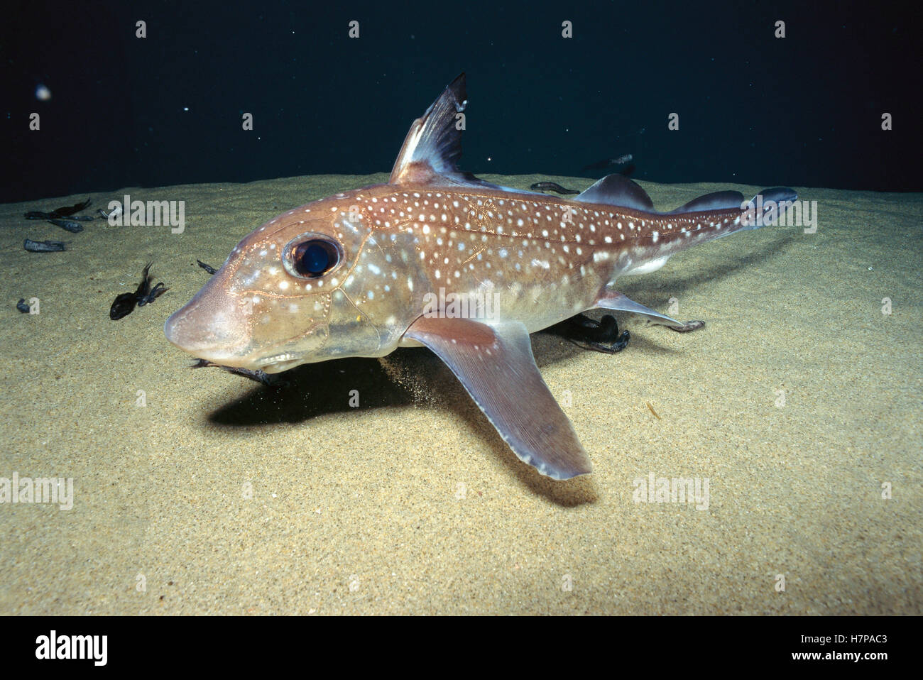 Spotted Ratfish (Hydrolagus colliei) deep sea fish, Monterey ...