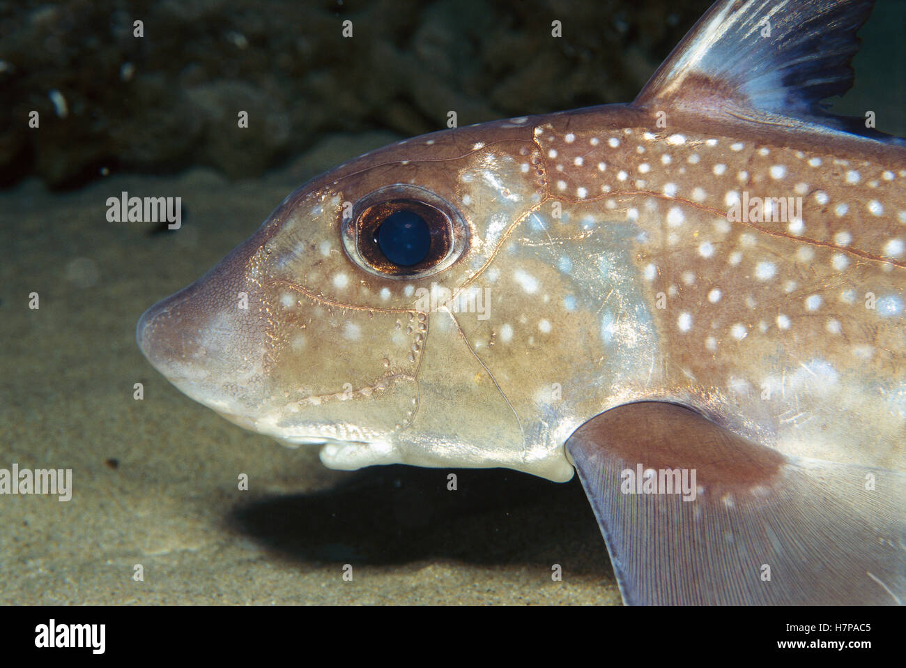 Spotted Ratfish (Hydrolagus colliei) deep sea fish, Monterey ...