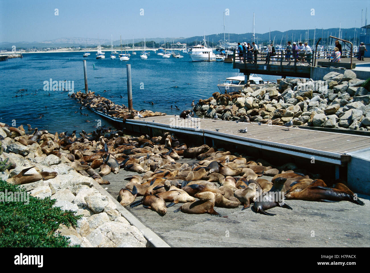 California Sea Lion (Zalophus californianus) group crowding piers and ...