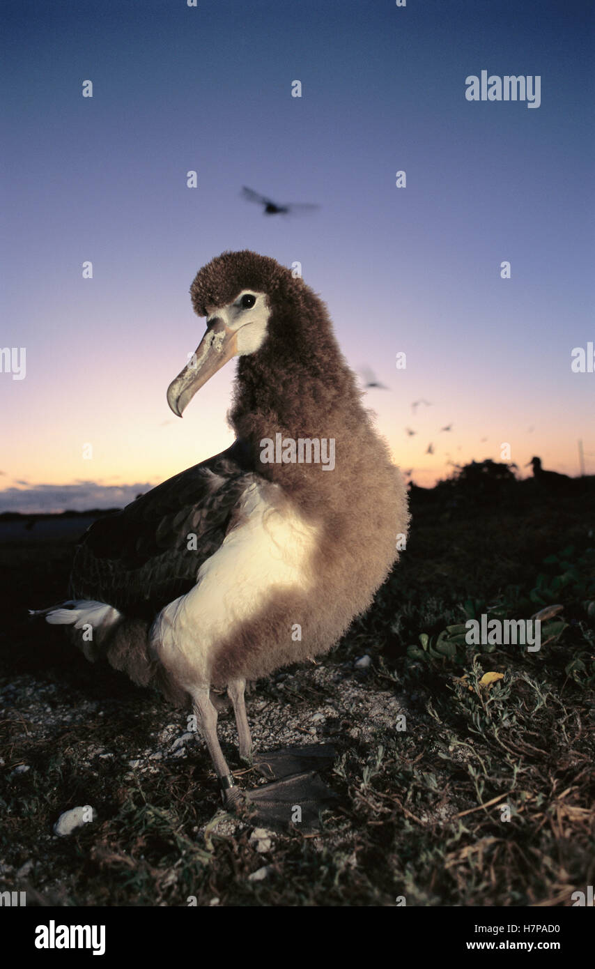 Laysan Albatross (Phoebastria immutabilis) fledgling chick, Hawaiian ... Laysan Albatross (Phoebastria immutabilis) fledgling chick, Hawaiian ...