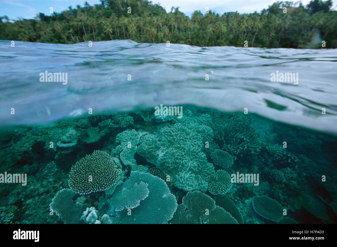 Barrier reef, Hard Corals within inner lagoon, Fiji Stock Photo - Alamy