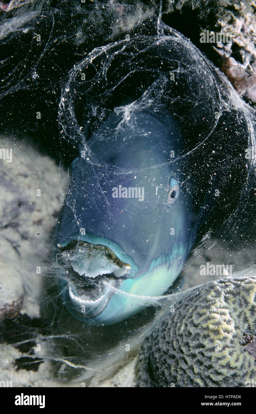 Bleeker's Parrotfish (Scarus bleekeri) sleeps in mucus net for defense ...