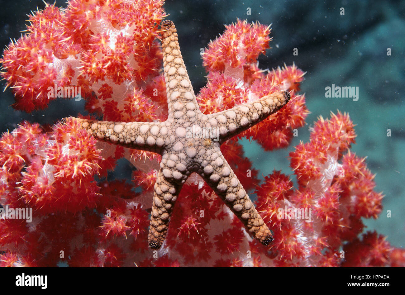 Sea Star (Odontaster validus) on Soft Coral trees (Dendronephthya sp ...