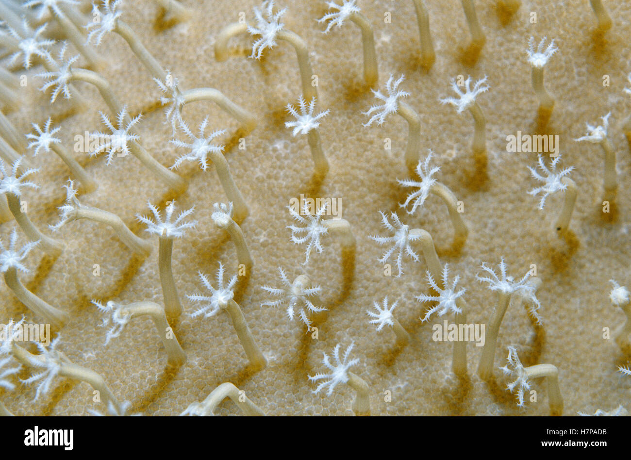 Leather Coral (Sarcophyton sp) detail of individual polyps, Fiji Stock ...