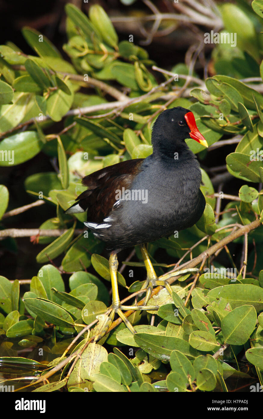 Common Moorhen (Gallinula chloropus), Florida Stock Photo - Alamy