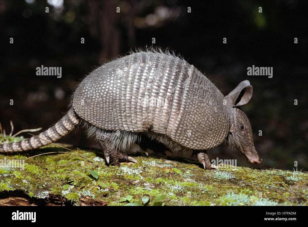 Nine-banded Armadillo (Dasypus novemcinctus) mammal with hard shell, burrows quickly, Florida ...