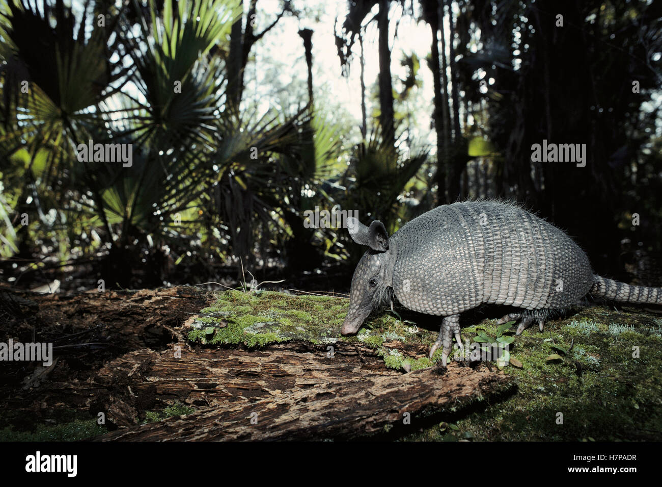 Nine-banded Armadillo (Dasypus novemcinctus) mammal with hard shell ...