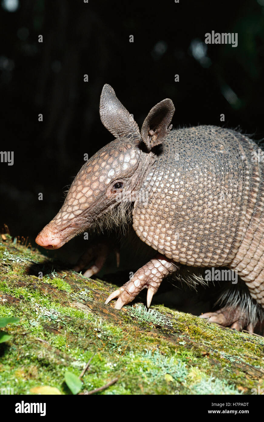 Nine-banded Armadillo (Dasypus novemcinctus) mammal with hard shell ...