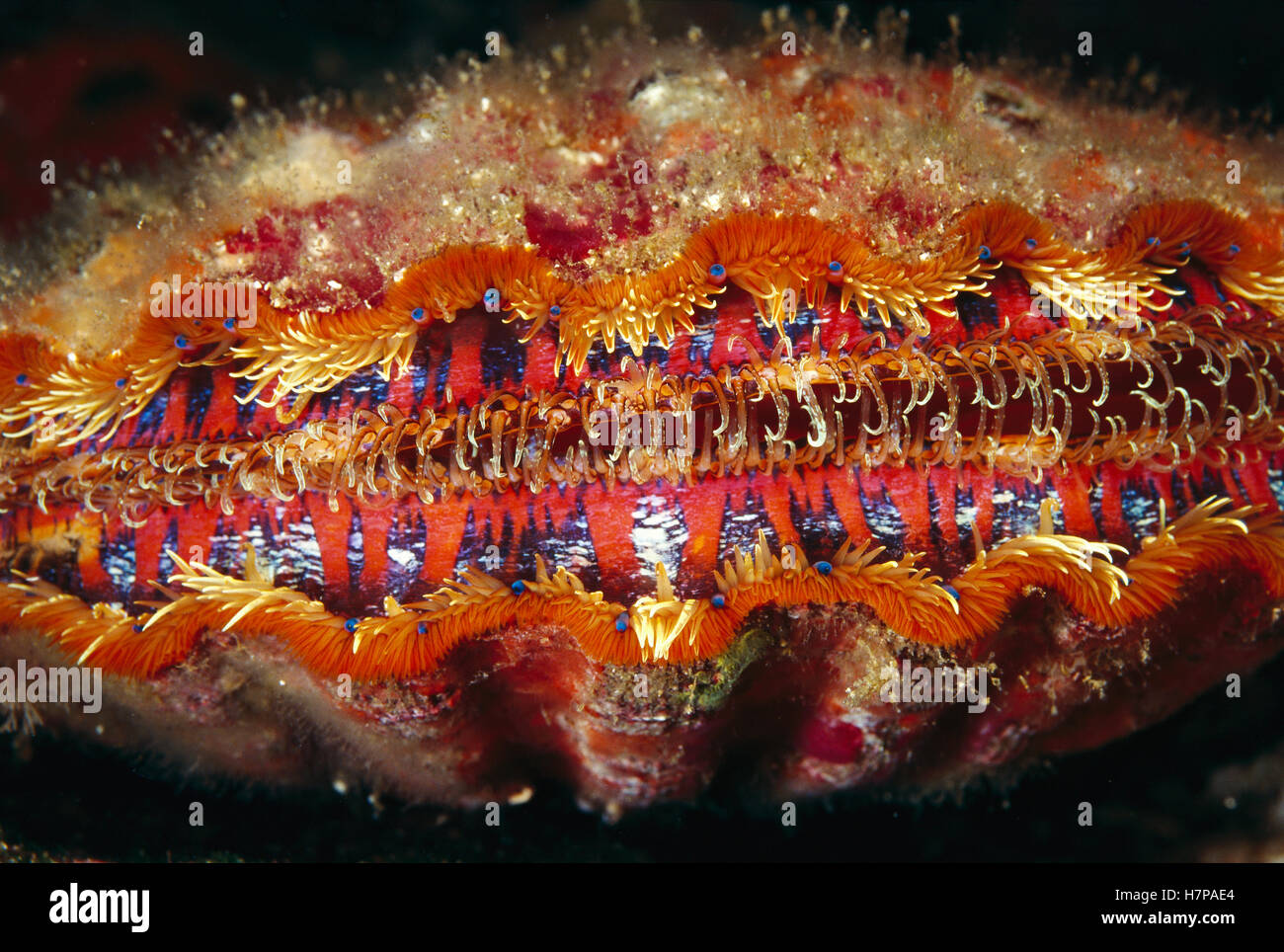 Scallop (Nodipecten magnificus) colorful mantle contains blue eyes ...
