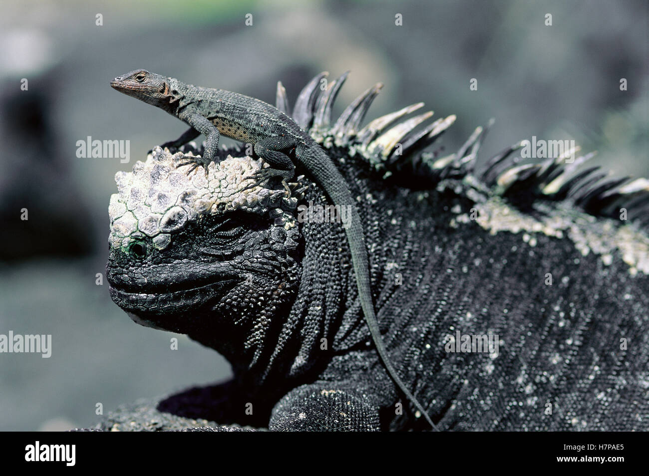 Lava Lizard (Tropidurus albemarlensis) uses position on head of Marine ...