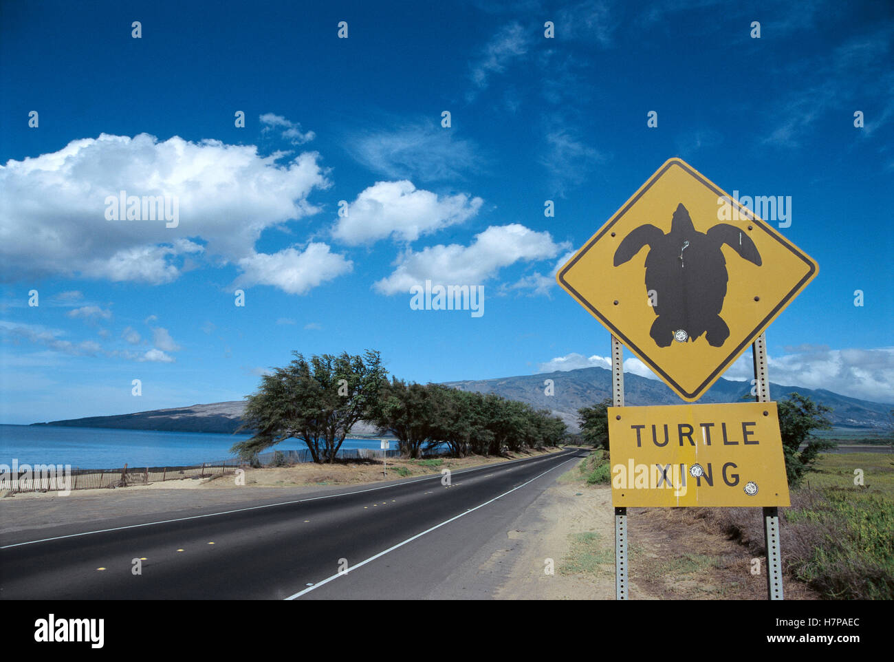 Road sign for Sea Turtle crossing, highway is too close to beach ...