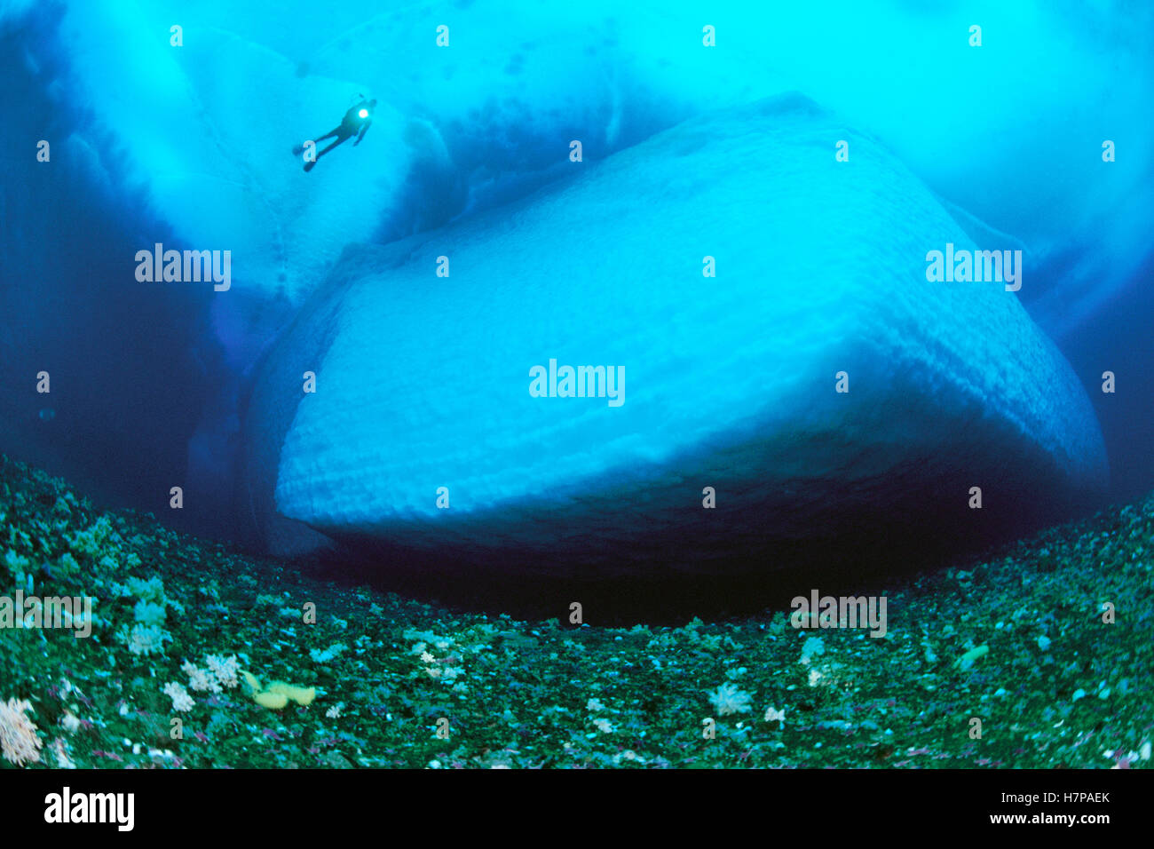 Scuba diver exploring grounded iceberg, calved from front of glacier ...