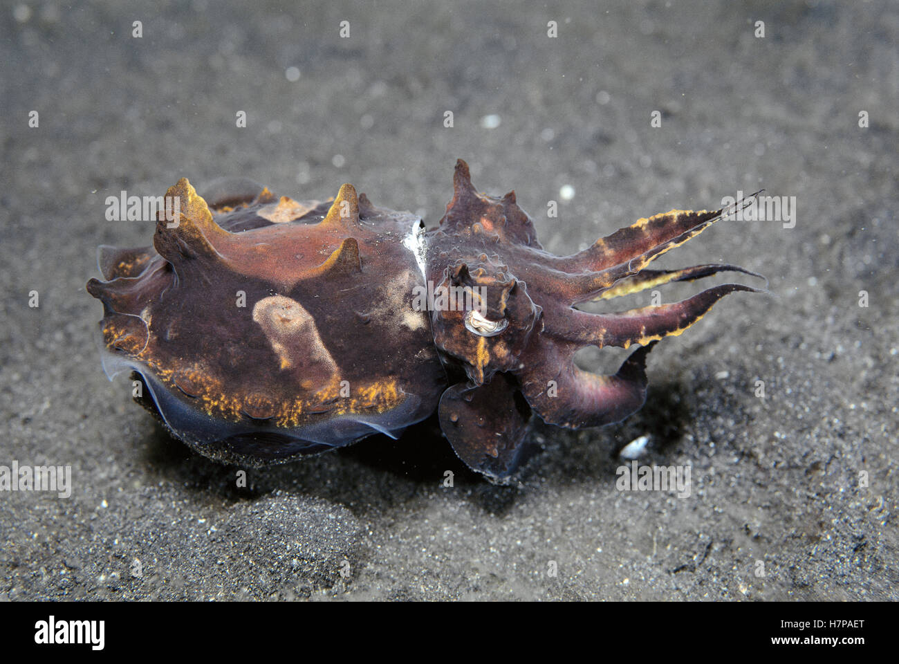 Flamboyant Cuttlefish (Metasepia pfefferi) can change colors and ...