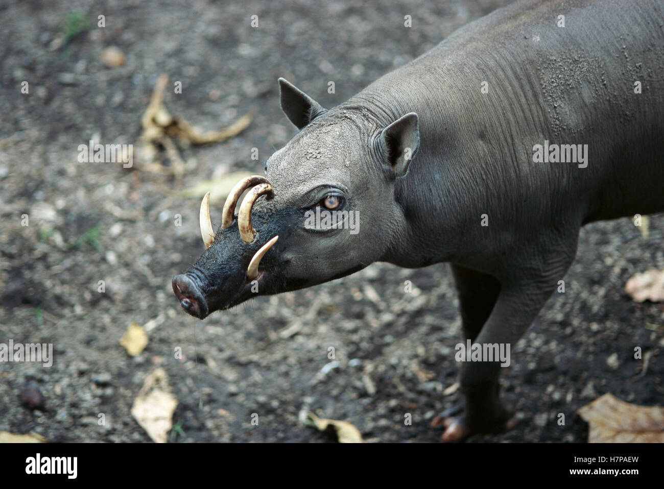 Babirusa babyrousa babyrussa hi-res stock photography and images - Alamy