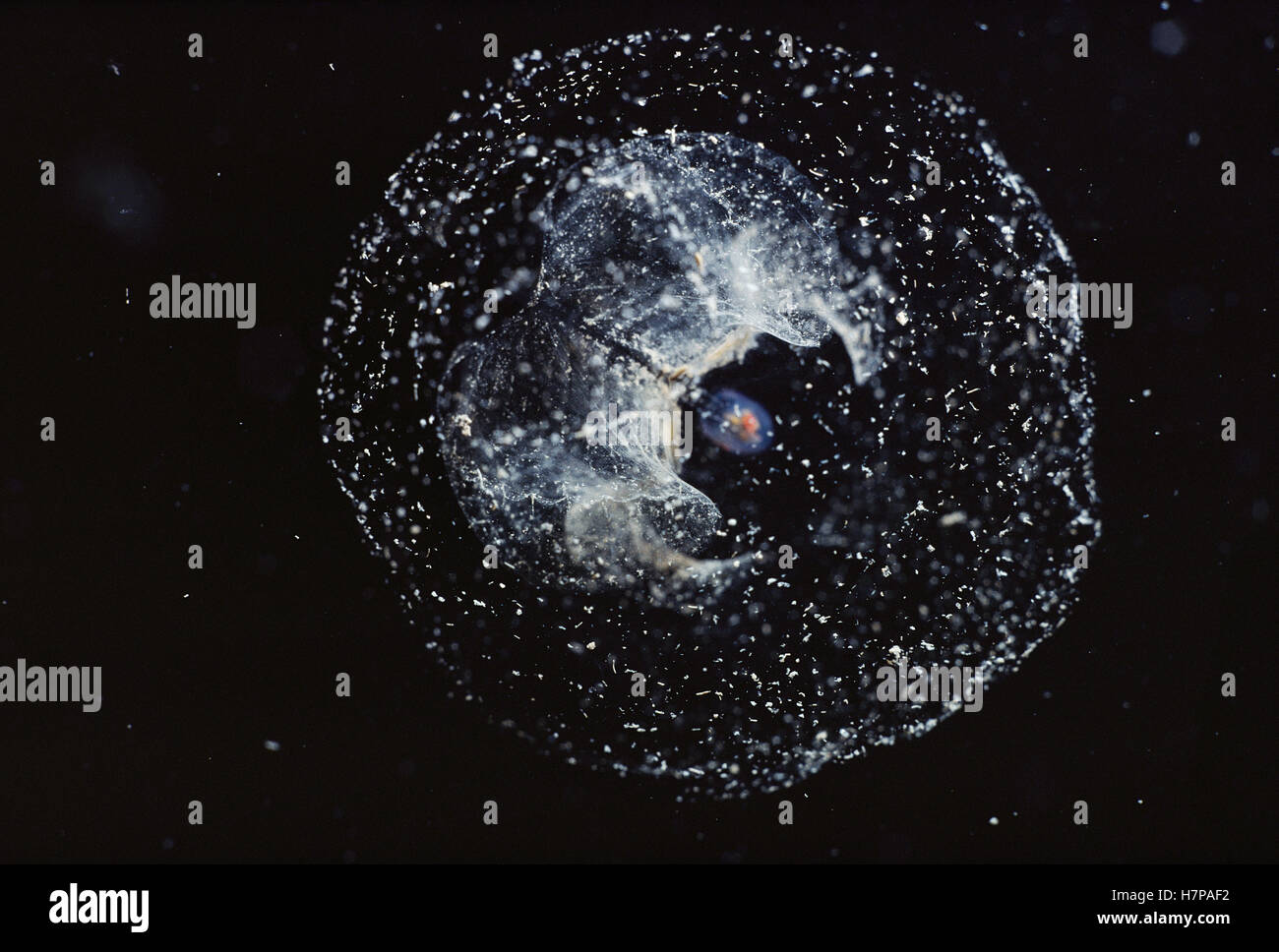 Larvacean (Oikopleura labradorensis) house, primitive animal spins ...