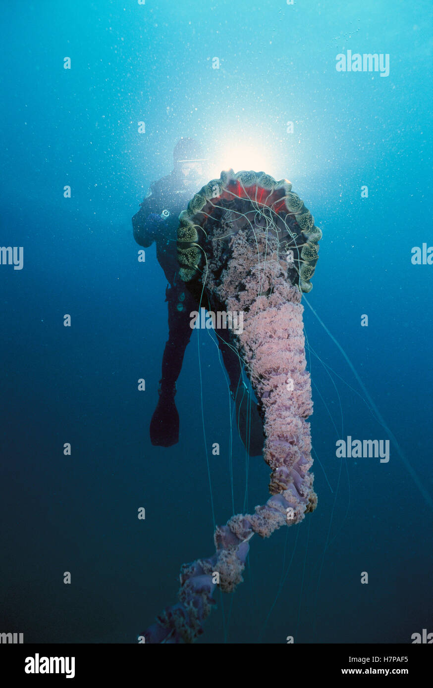 Northern Sea Nettle (Chrysaora melanaster) and scuba diver, southern ...
