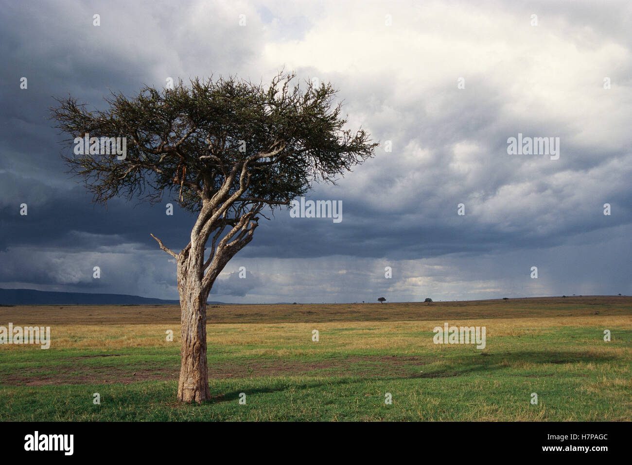 Leopard (Panthera pardus) stores kill of antelope in Acacia tree in ...