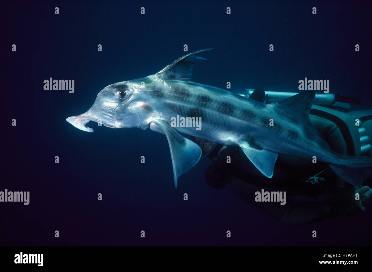 Australian Ghost Shark (Callorhinchus milii) trunk-like snout detects ...